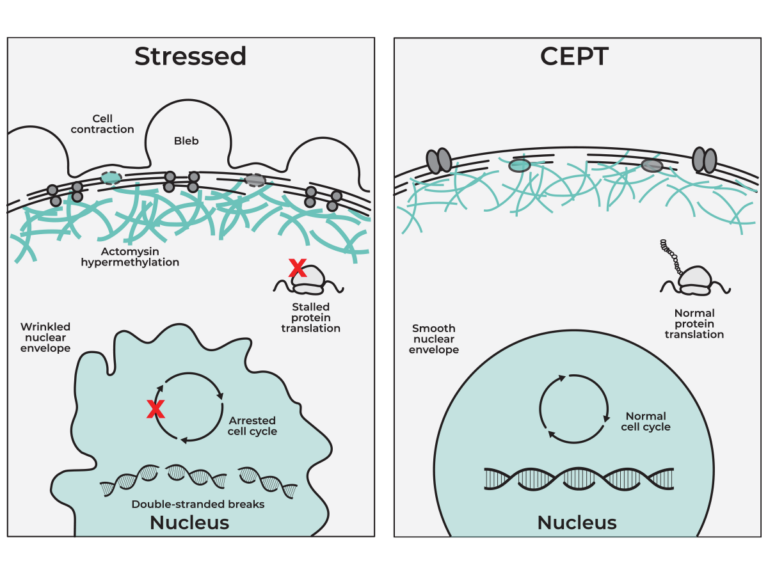 How does the CEPT cocktail overcome cellular stress? – Captivate Bio