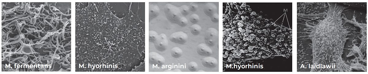 An introduction to mycoplasma contamination in cell cultures ...